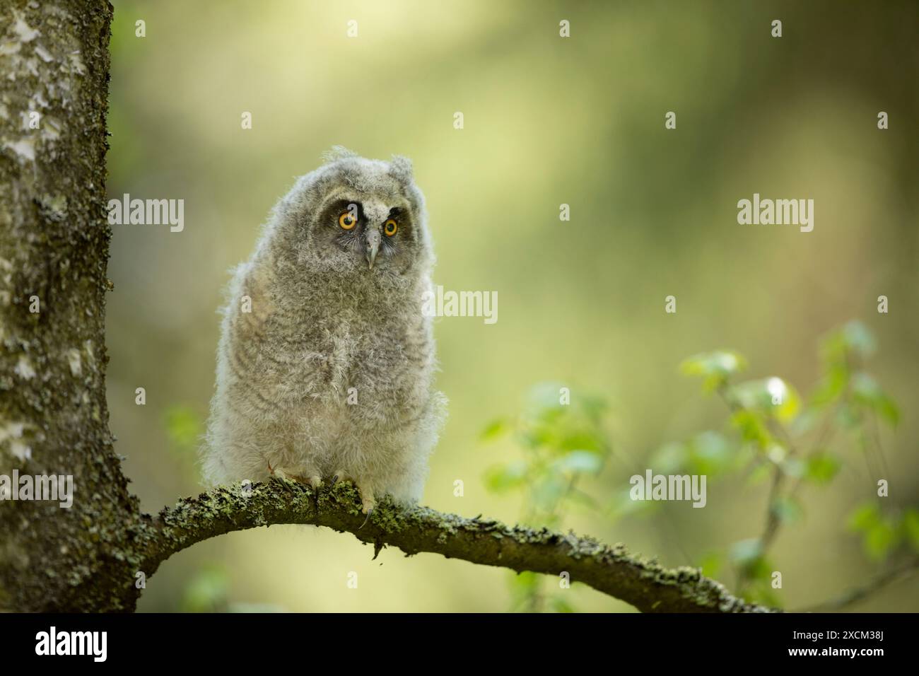 Fluffy long-eared baby owl (asio otus) sitting on the birch tree branch ...