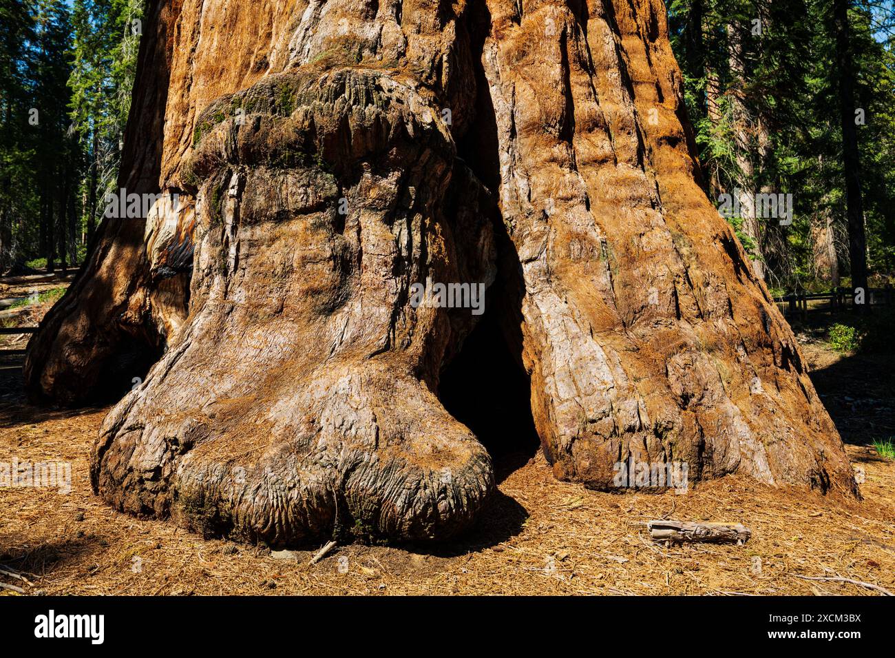 General Grant Tree; National Shrine; Sequoia Tree; 3rd largest living ...
