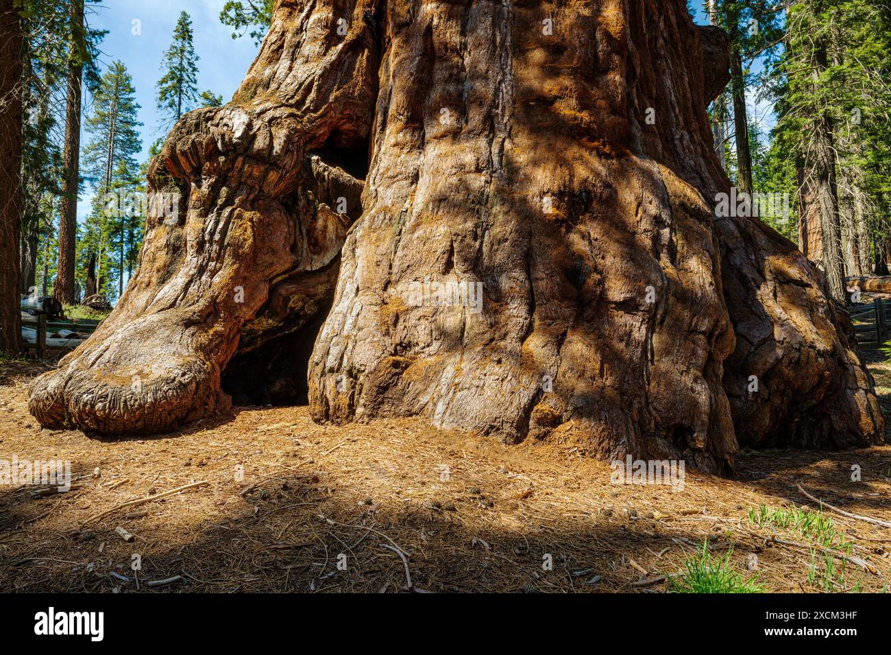 General Grant Tree; National Shrine; Sequoia Tree; 3rd largest living ...