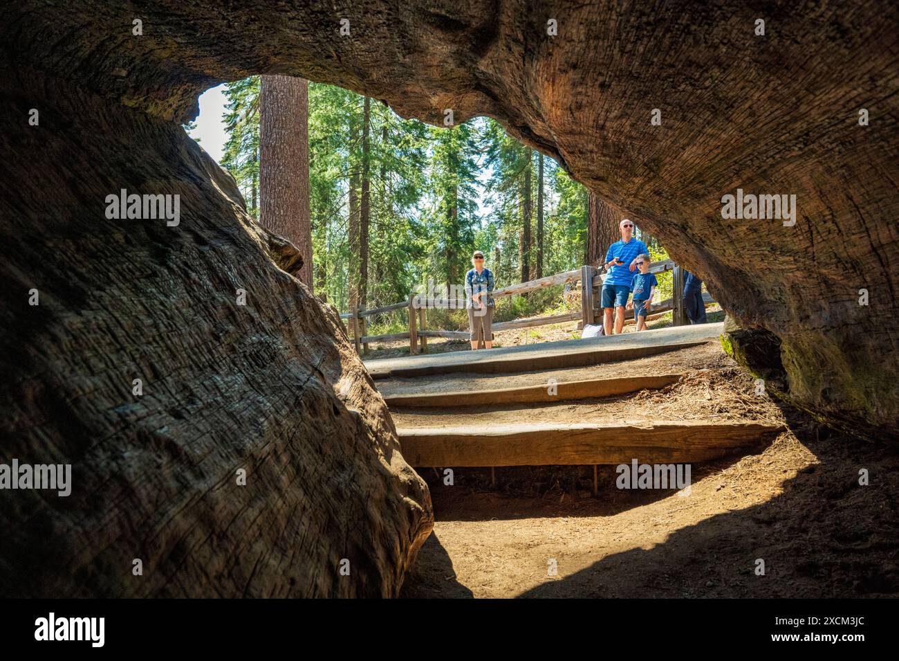 Tourists viewed from inside Fallen Monarch; Sequoia Tree; Kings Canyon ...