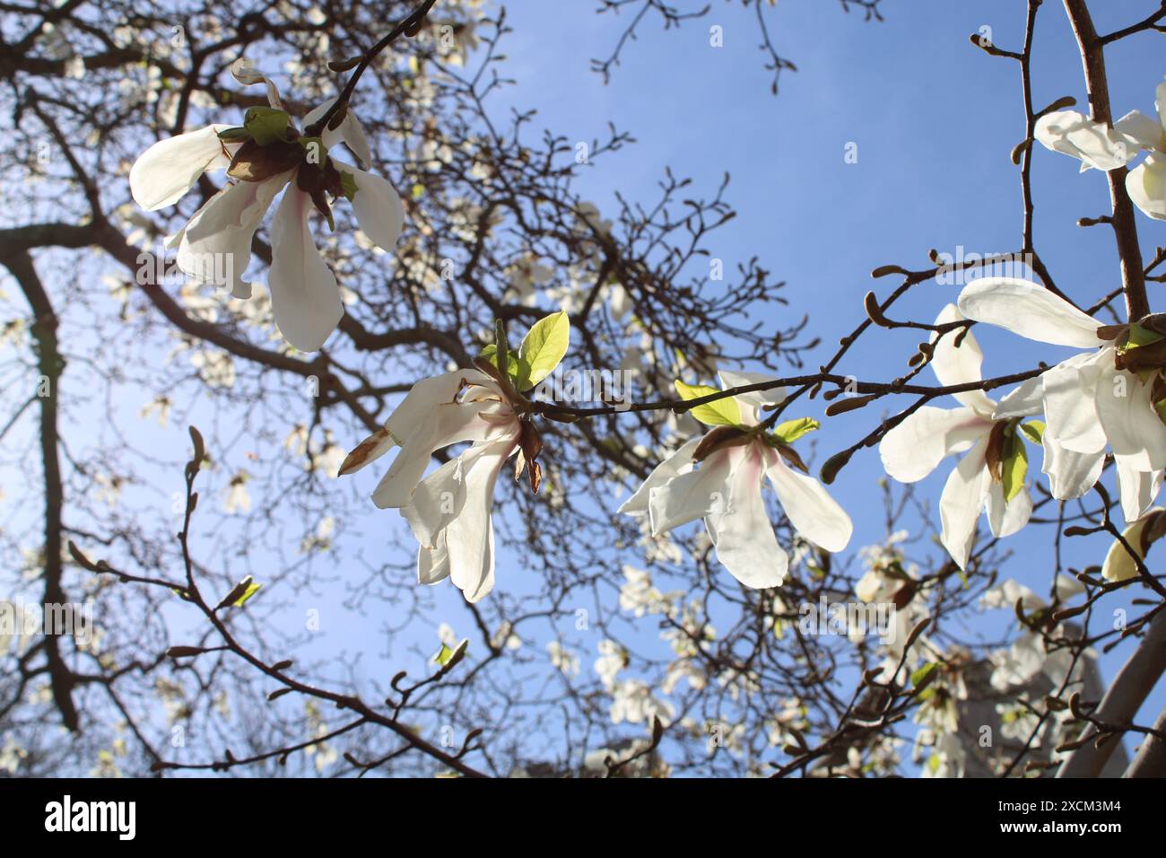 Floppy white flowers hi-res stock photography and images - Alamy