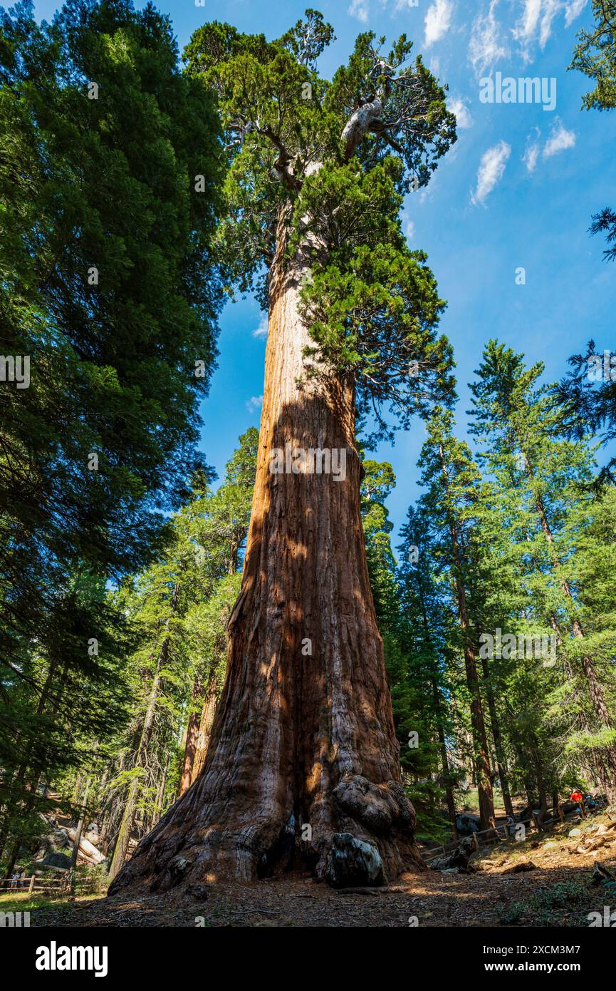 General Grant Tree; National Shrine; Sequoia Tree; 3rd largest living ...