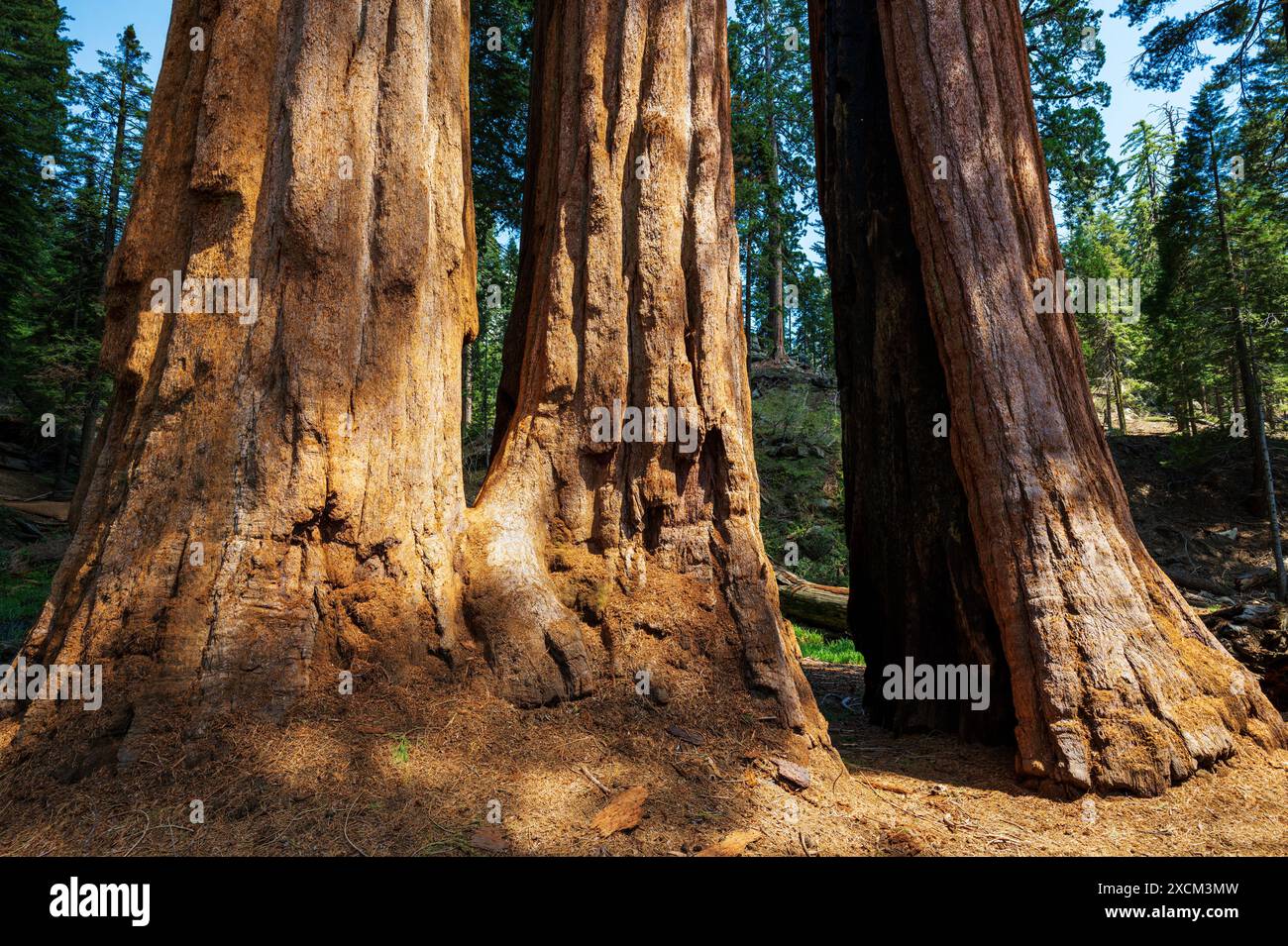 Giant Sequoia Tree; Kings Canyon National Park; California; USA Stock ...