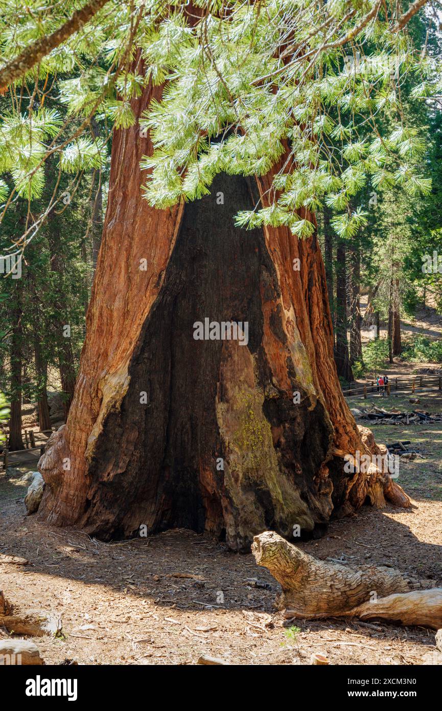 Fire burn scar; General Grant Tree; National Shrine; Sequoia Tree; 3rd ...