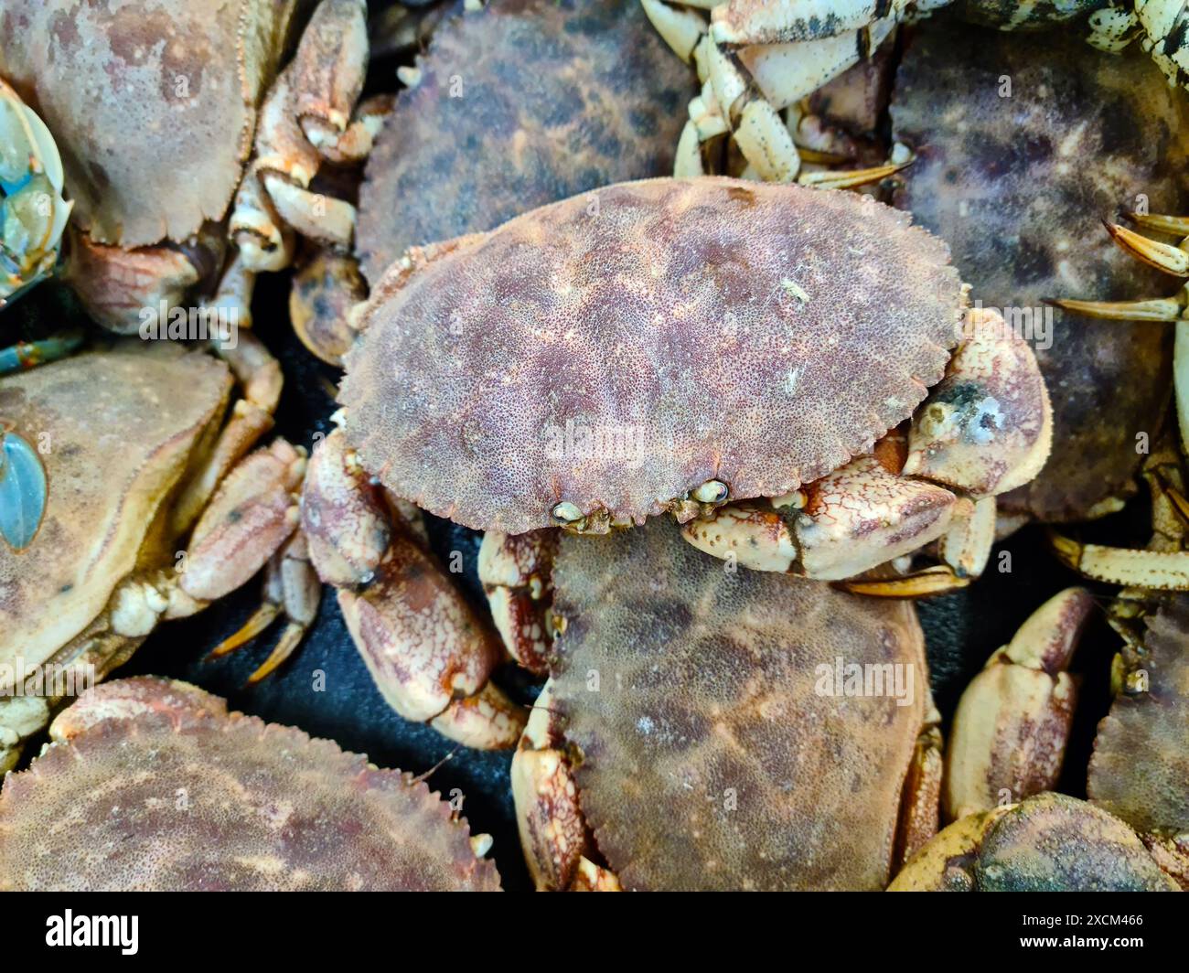 blue crab at the fish market, fishmonger Stock Photo - Alamy