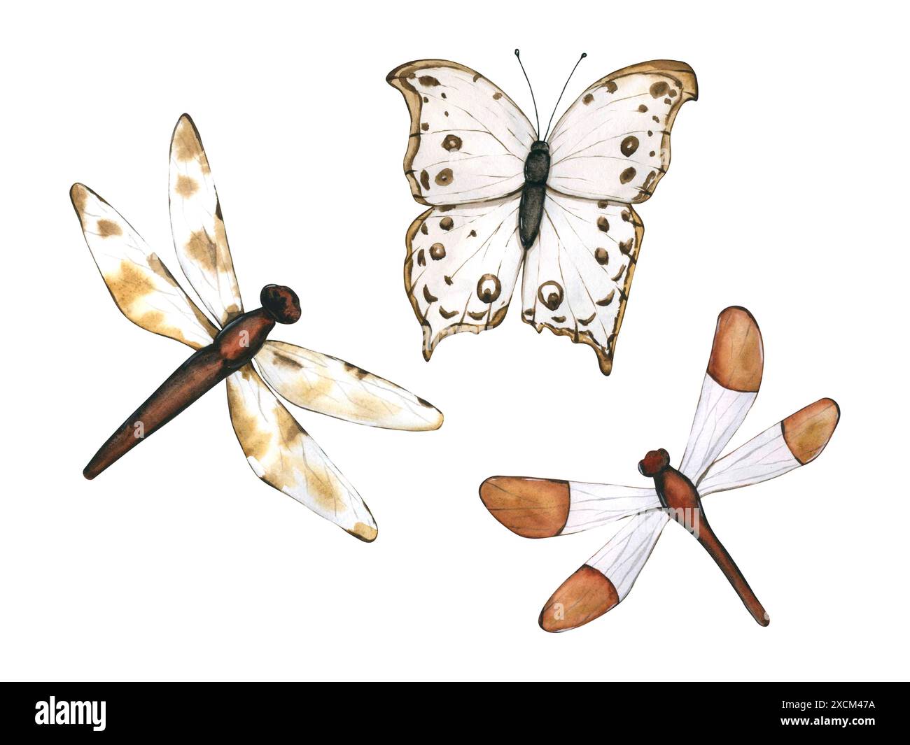 Dragonfly and Butterfly Isolated on White Background. Hand drawn flying ...