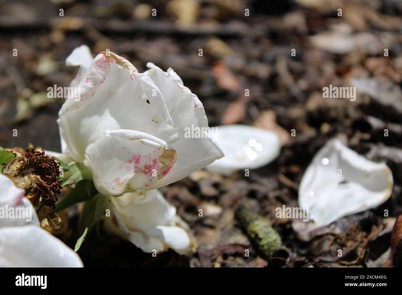 Fallen Spring White Rose Flower Stock Photo - Alamy