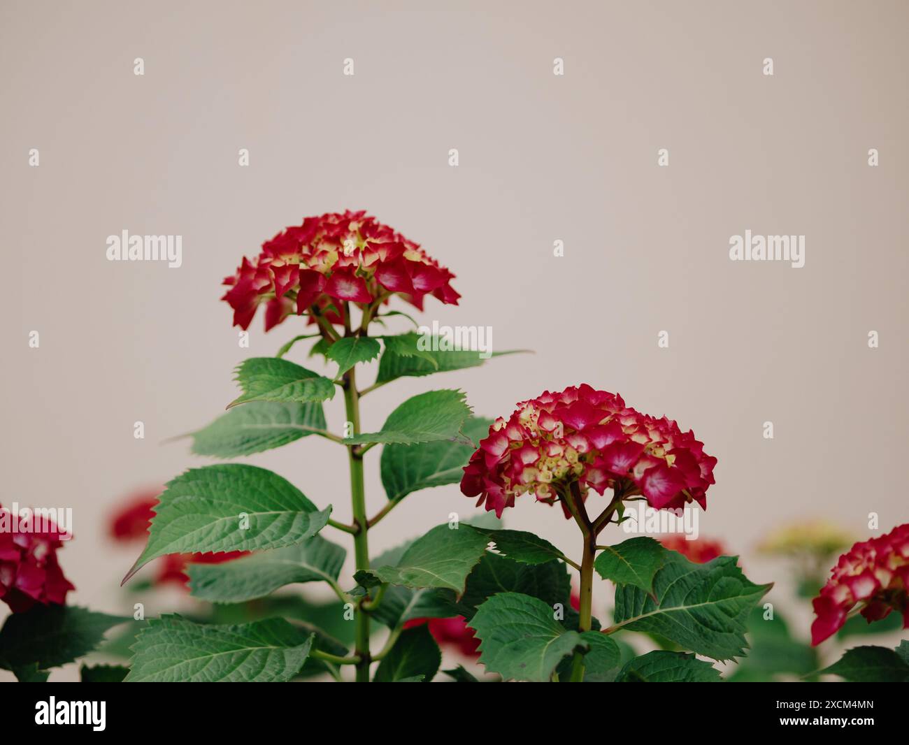 Beautiful pink flowers sway under the gusts of wind. Hydrangea ...