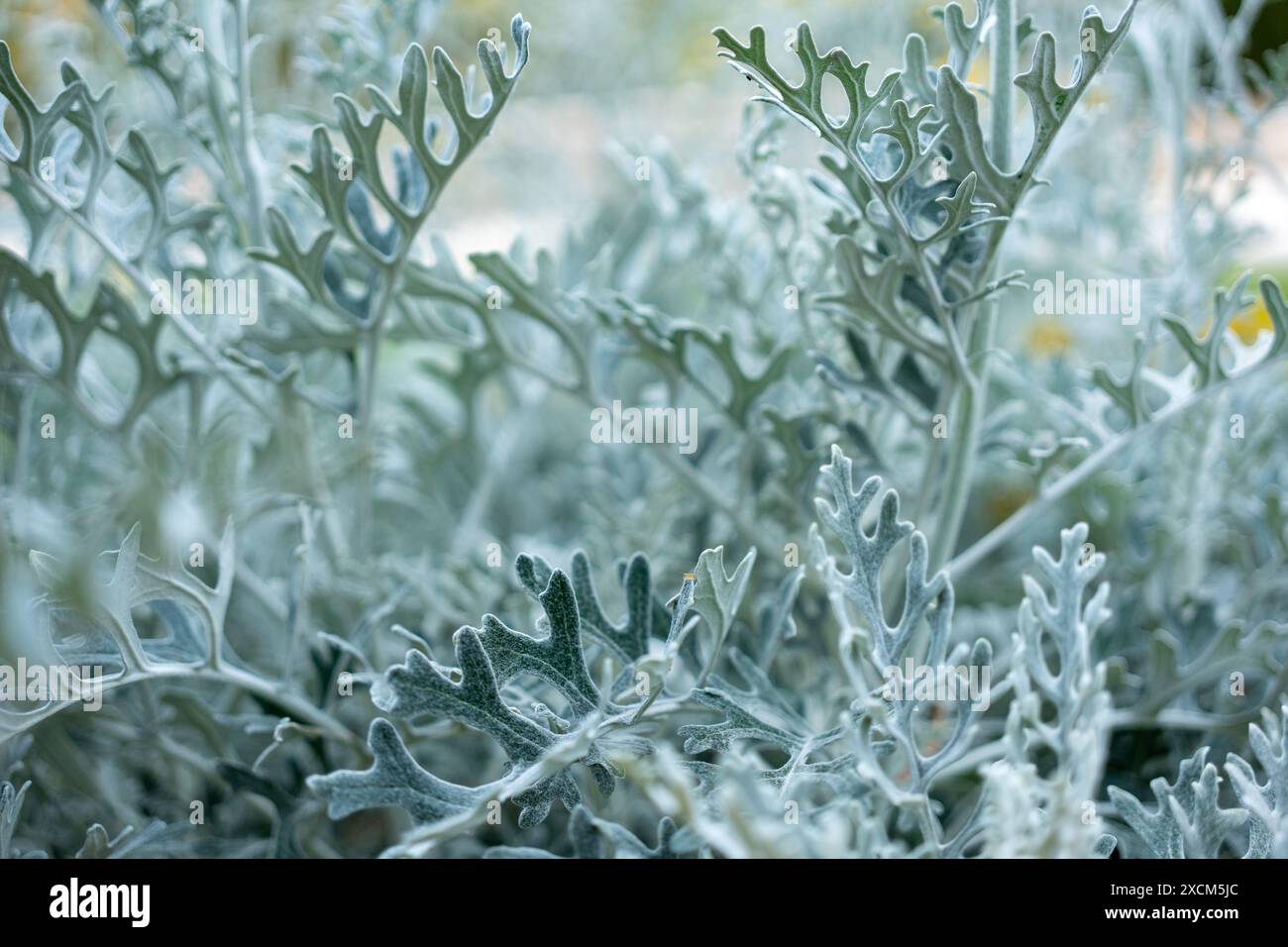 Macro photograph showcasing intricate, lacy leaves of Dusty Miller. The ...