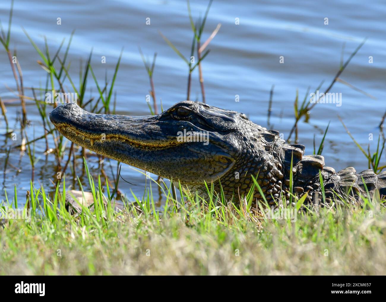 Alligator at Anahuac National Wildlife Refuge, Texas Stock Photo - Alamy