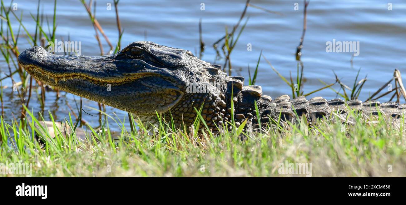 Alligator at Anahuac National Wildlife Refuge, Texas Stock Photo - Alamy