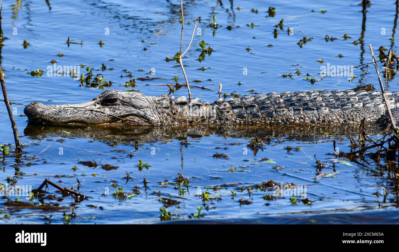 Alligator at Anahuac National Wildlife Refuge, Texas Stock Photo - Alamy