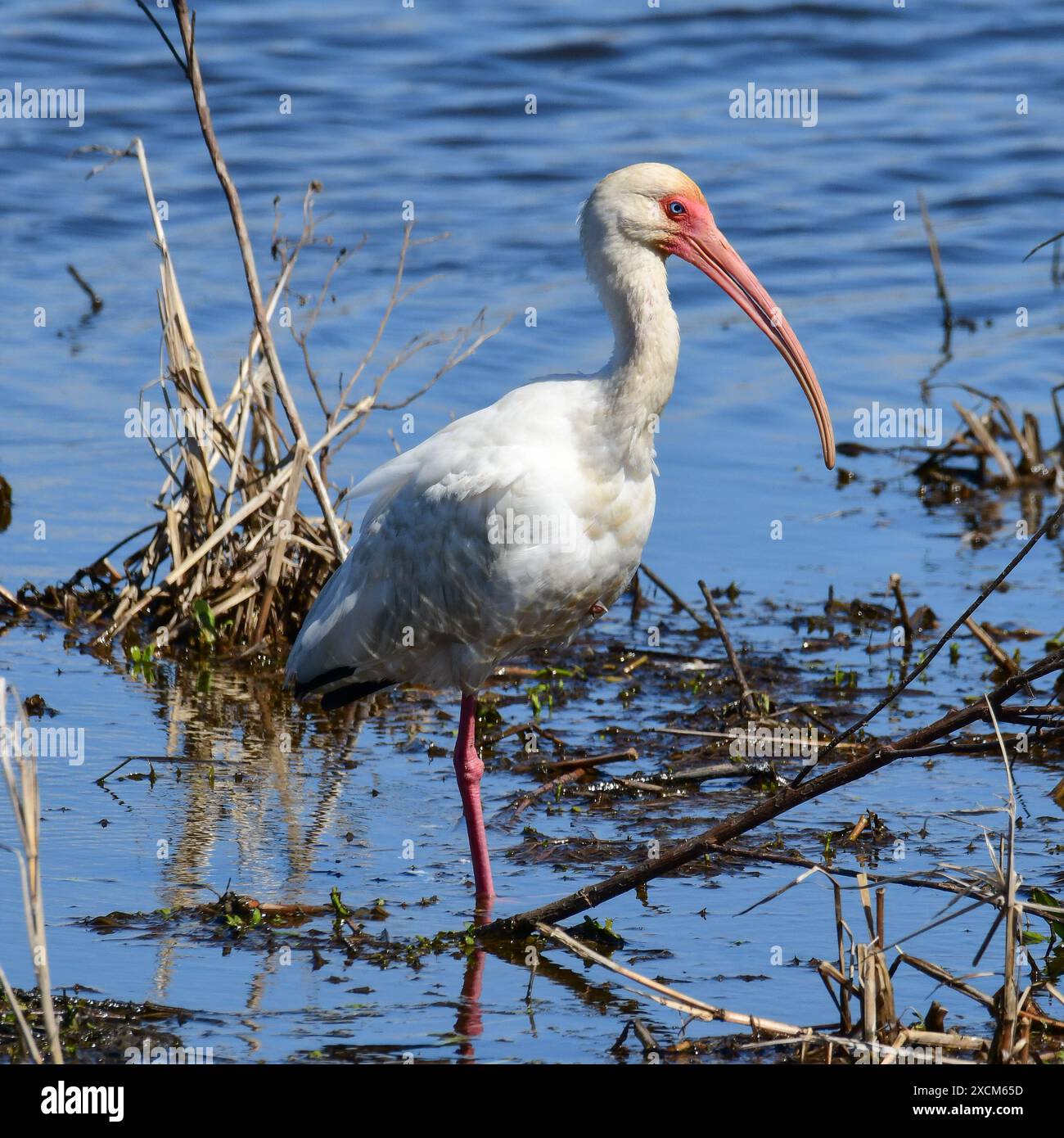 American white ibis at Anahuac National Wildlife Refuge, Texas Stock ...