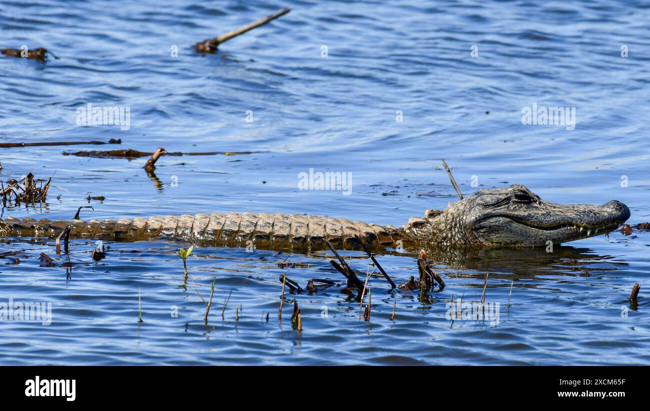 Alligator at Anahuac National Wildlife Refuge, Texas Stock Photo - Alamy