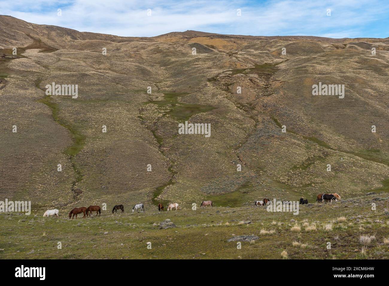 A herd of horses are grazing on a grassy hillside in the patagonian ...