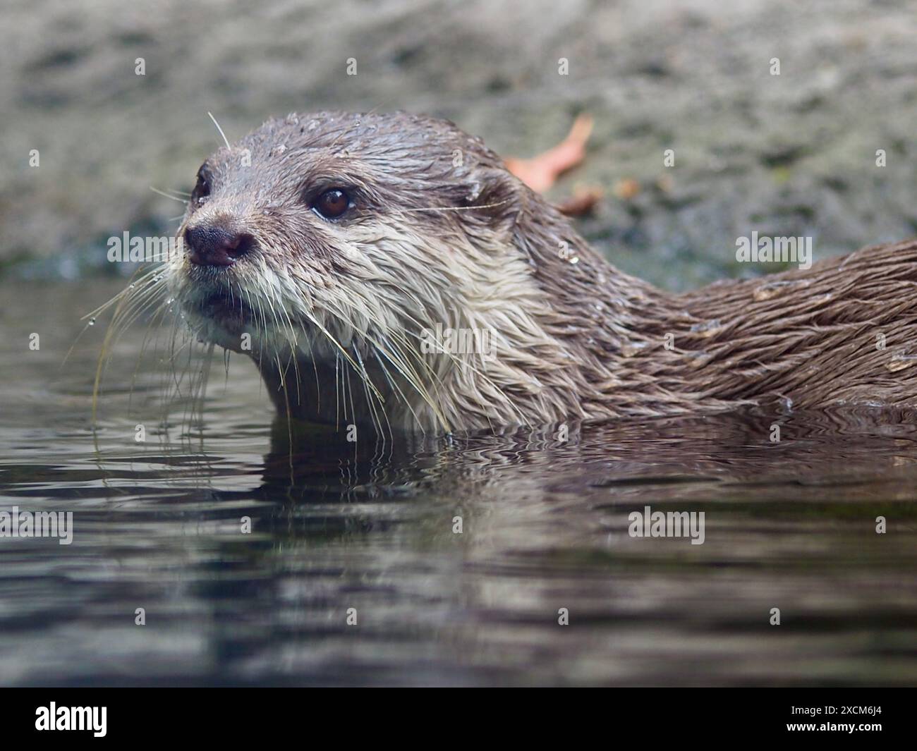 Enchanting active Asian Small-clawed Otter in natural beauty Stock ...