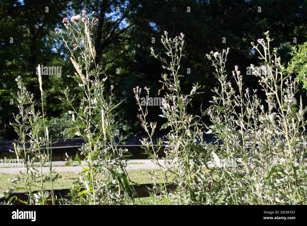 Rural park scenery hi-res stock photography and images - Alamy