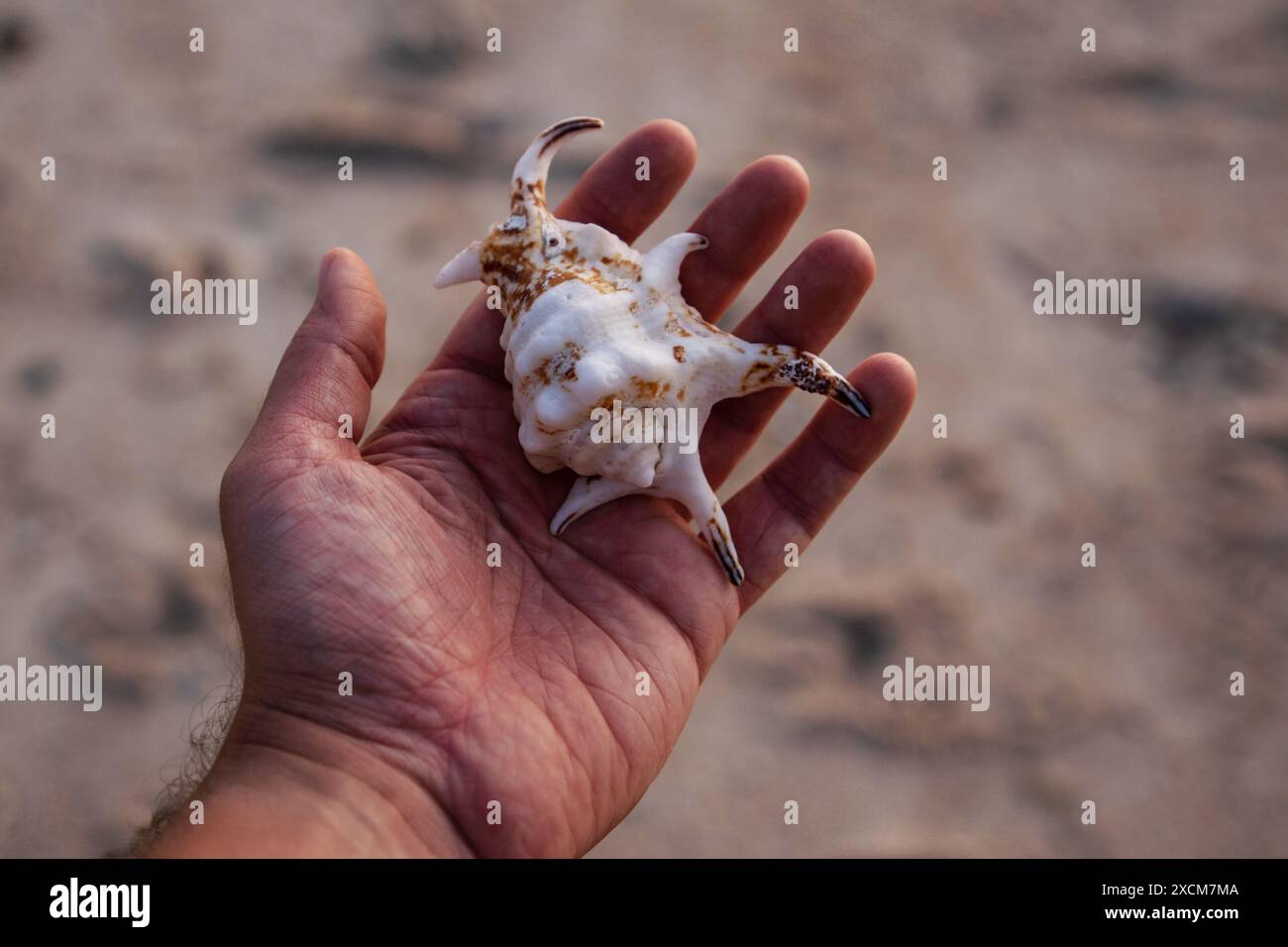 A hand holding an intricate seashell on a beach. The detailed texture ...