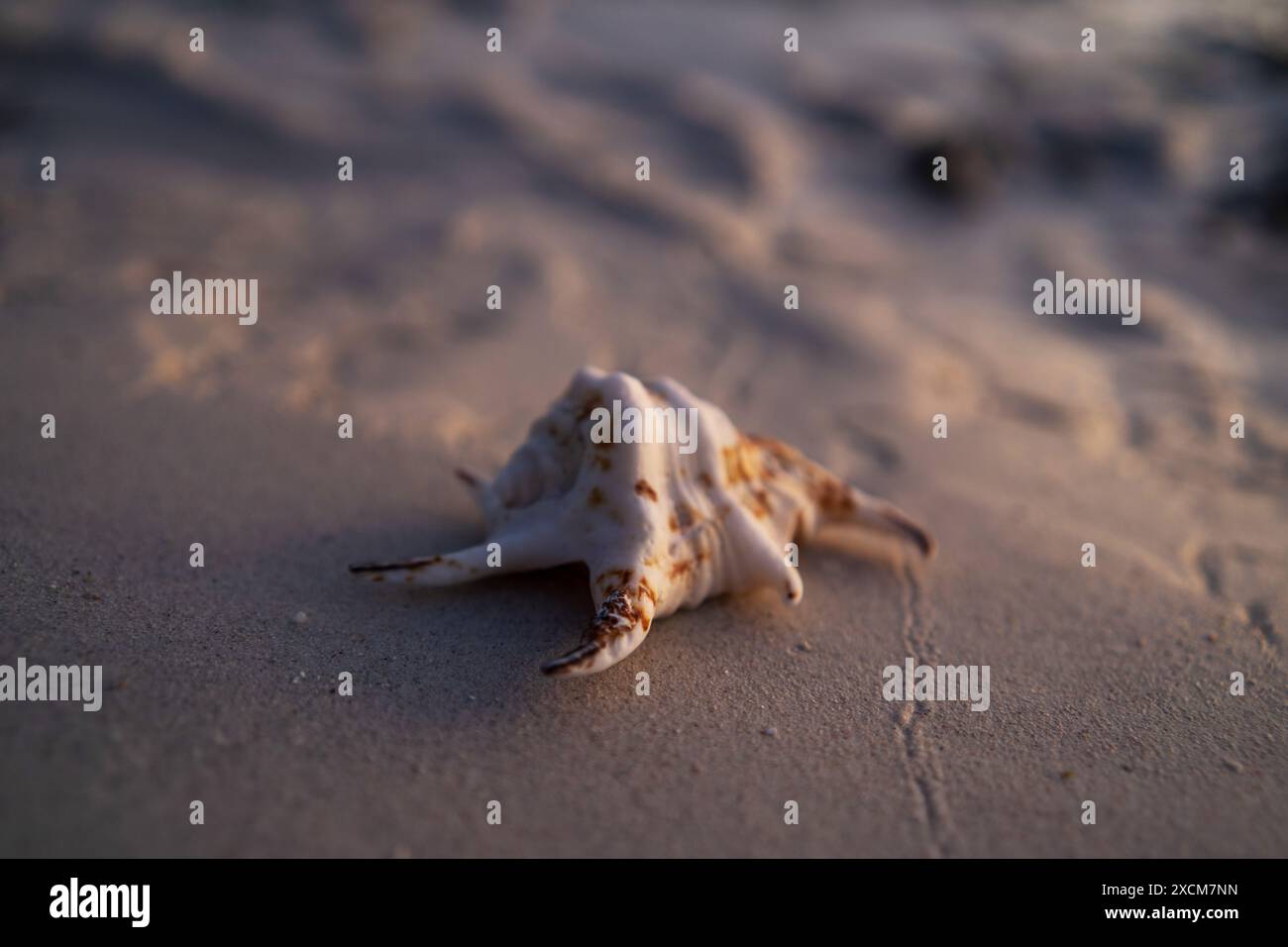 A close-up of a seashell resting on a sandy beach at twilight. The soft ...