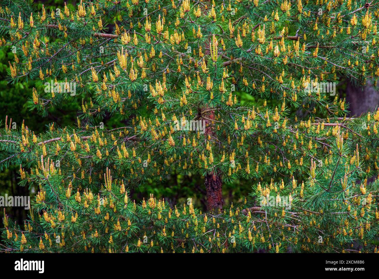 Spring stamen hi-res stock photography and images - Alamy