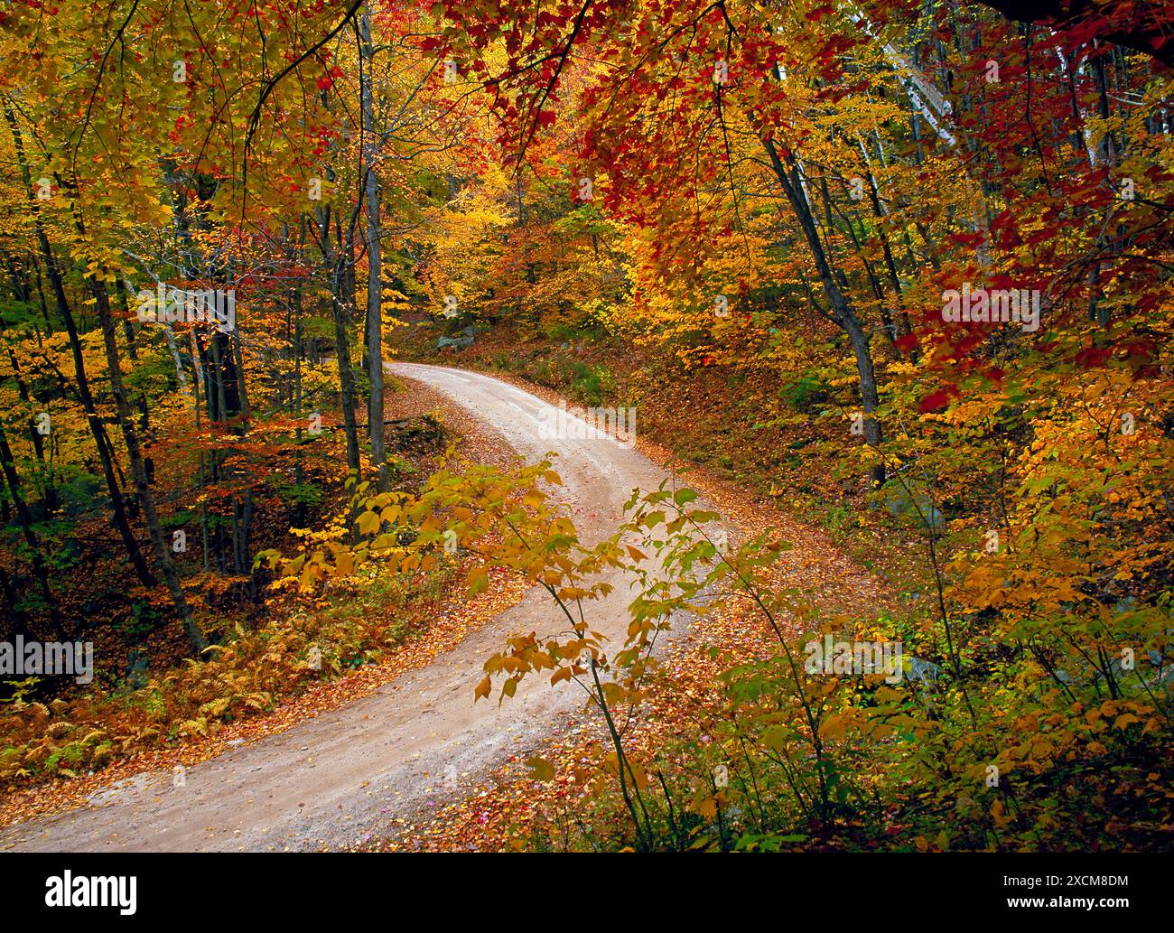 Tioga state forest pennsylvania hi-res stock photography and images - Alamy