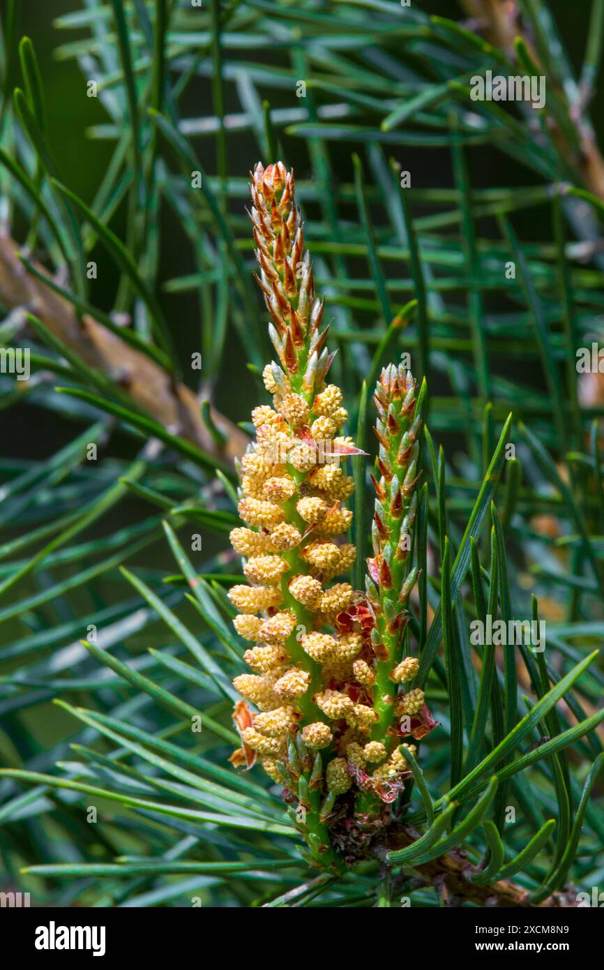 Pennsylvania pine tree hi-res stock photography and images - Alamy