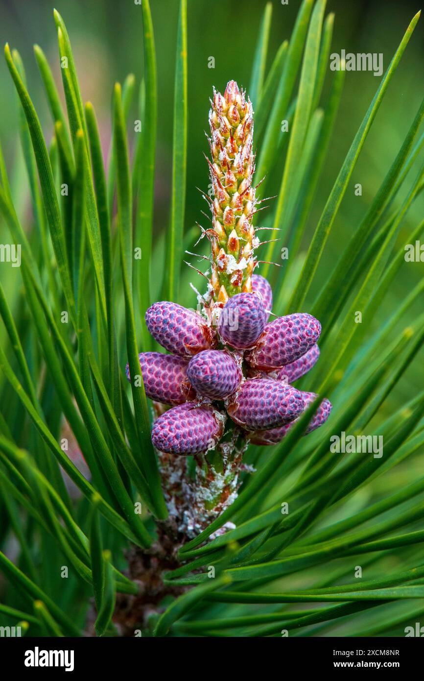 Stamen on Table Mountain Pine Stock Photo - Alamy