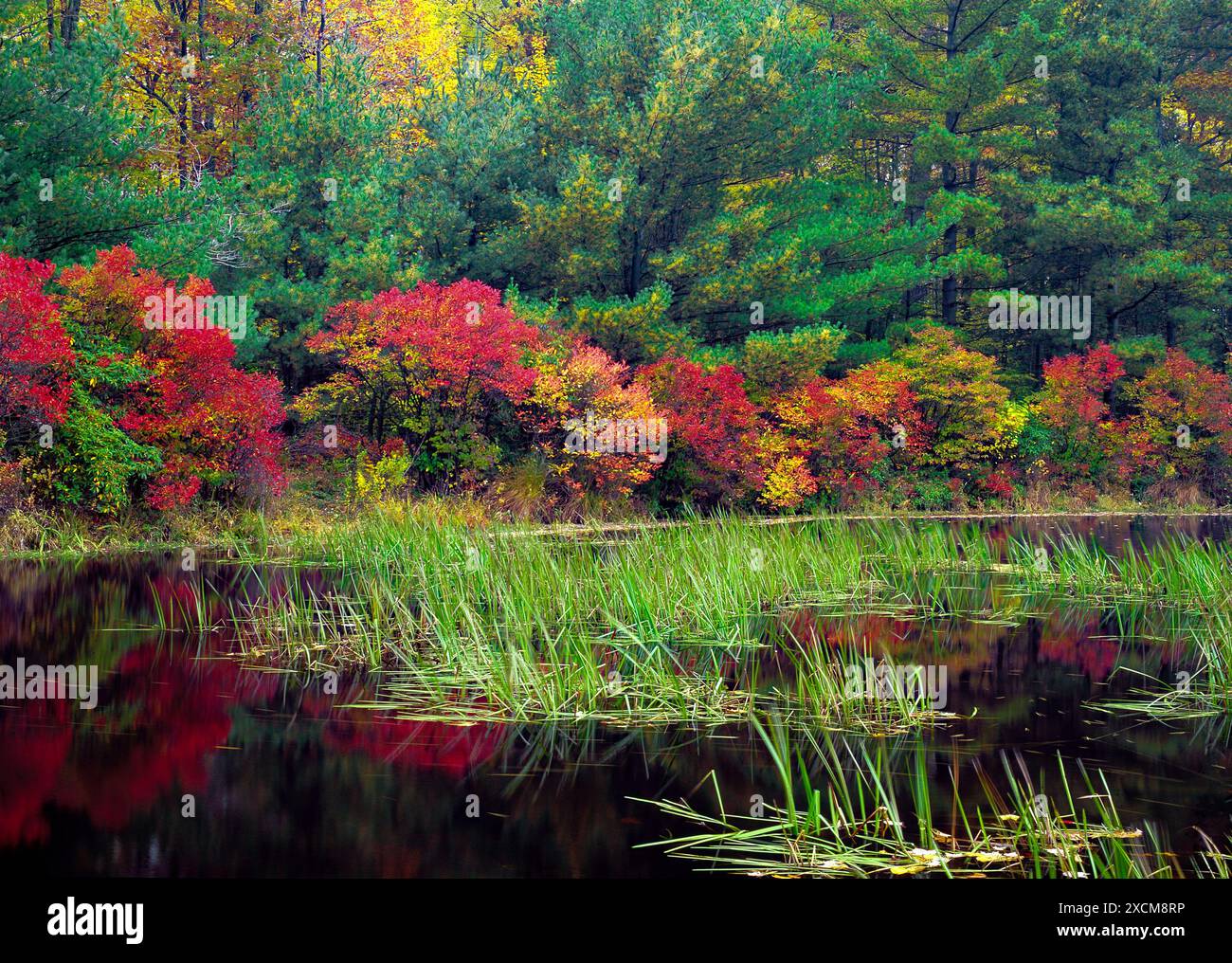 Bruce lake state forest natural area hi-res stock photography and ...