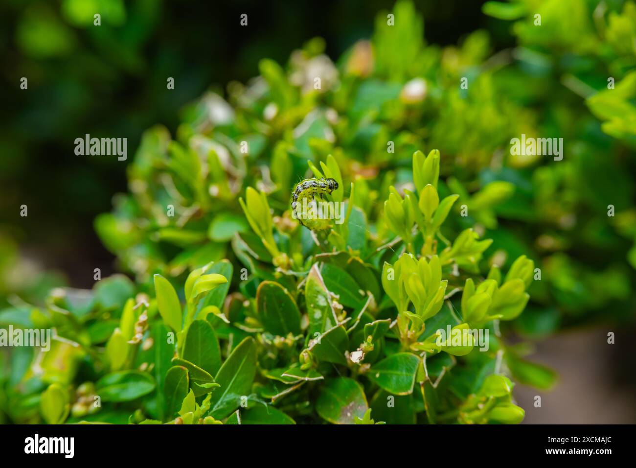 Garden pests.Green caterpillar sits on green boxwood branches ...