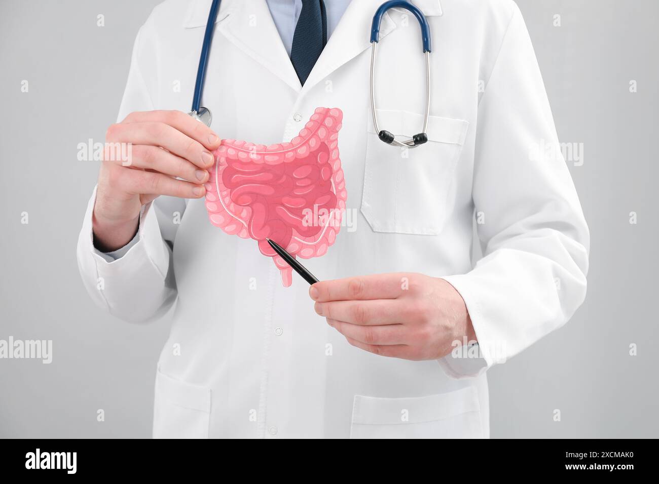 Doctor showing paper intestine cutout on grey background, closeup Stock ...
