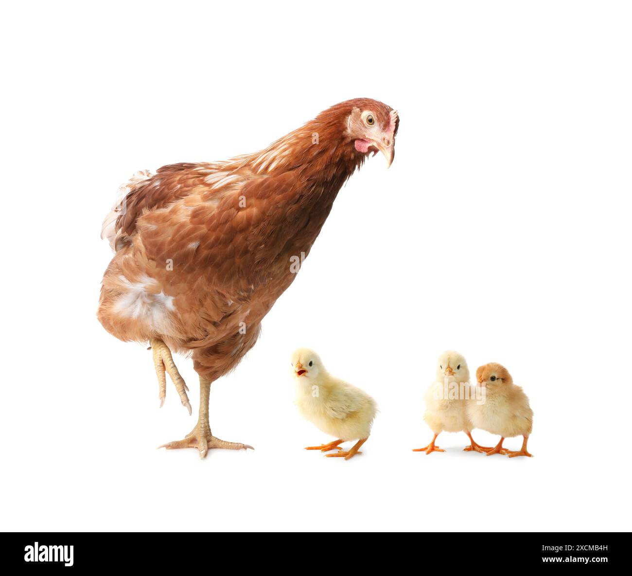 Chicken with cute chicks on white background Stock Photo - Alamy