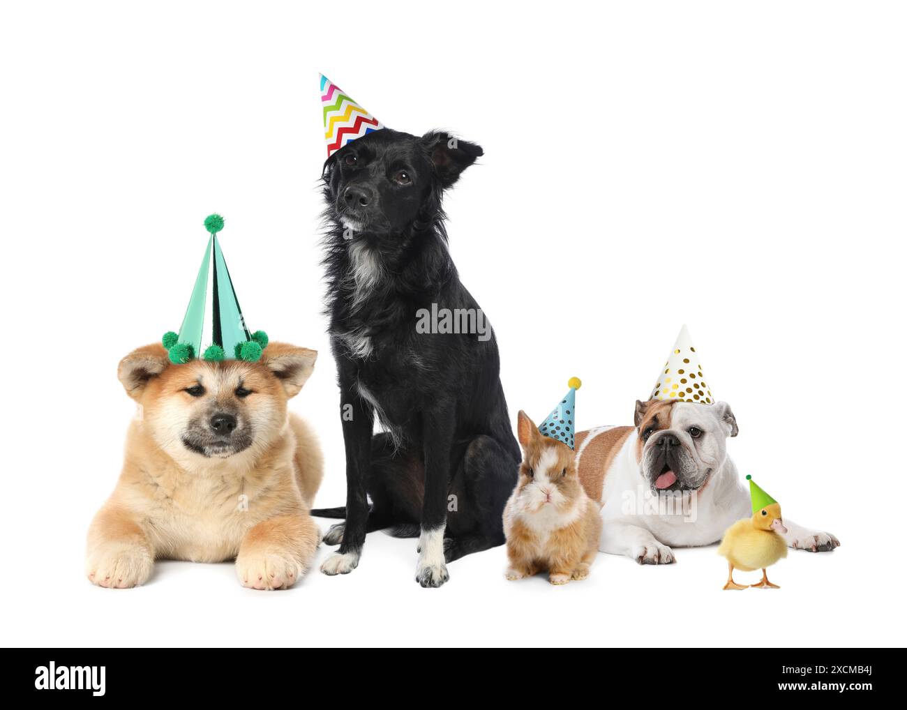 Many different animals with party hats on white background Stock Photo ...
