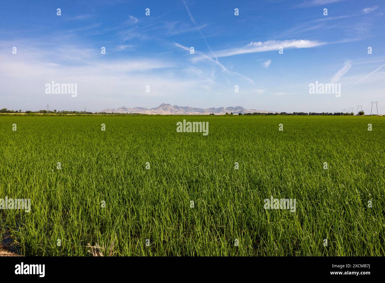 Rice Fields in California Stock Photo - Alamy