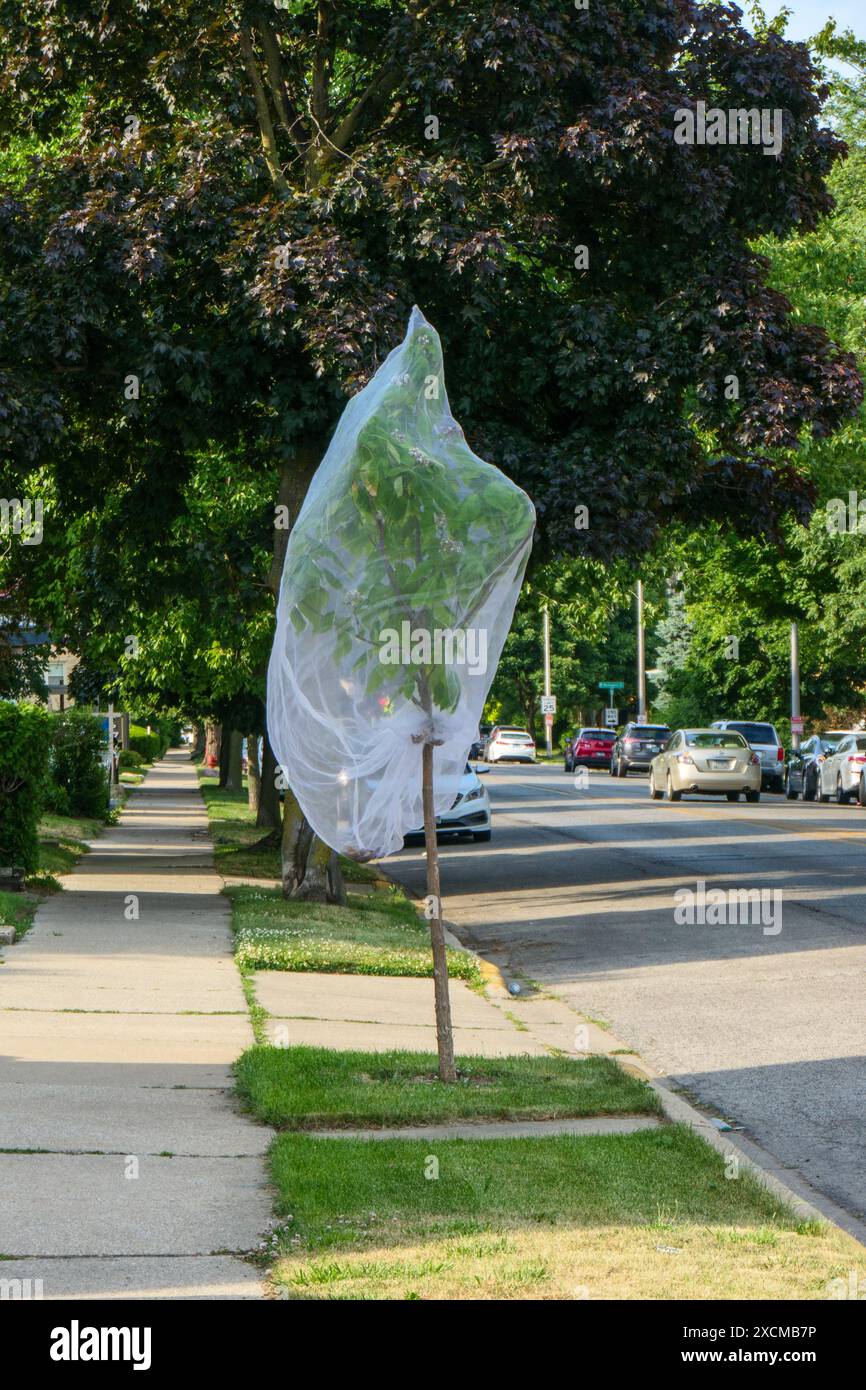 Catalpa tree sapling with mesh covering to protect from egg laying ...