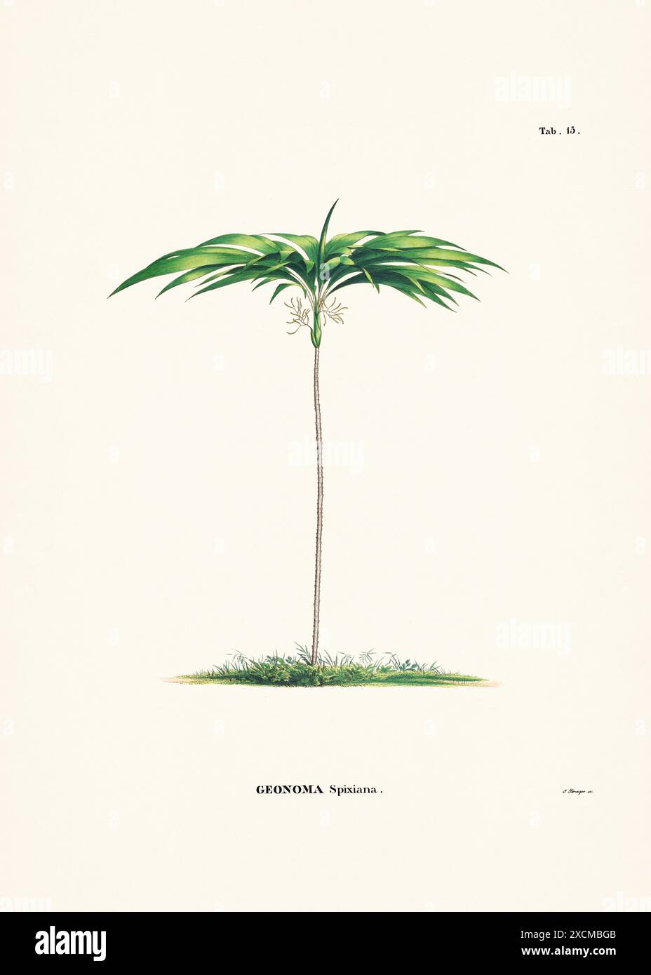 Botanical palm tree illustration from a 19th-century book, showcasing ...