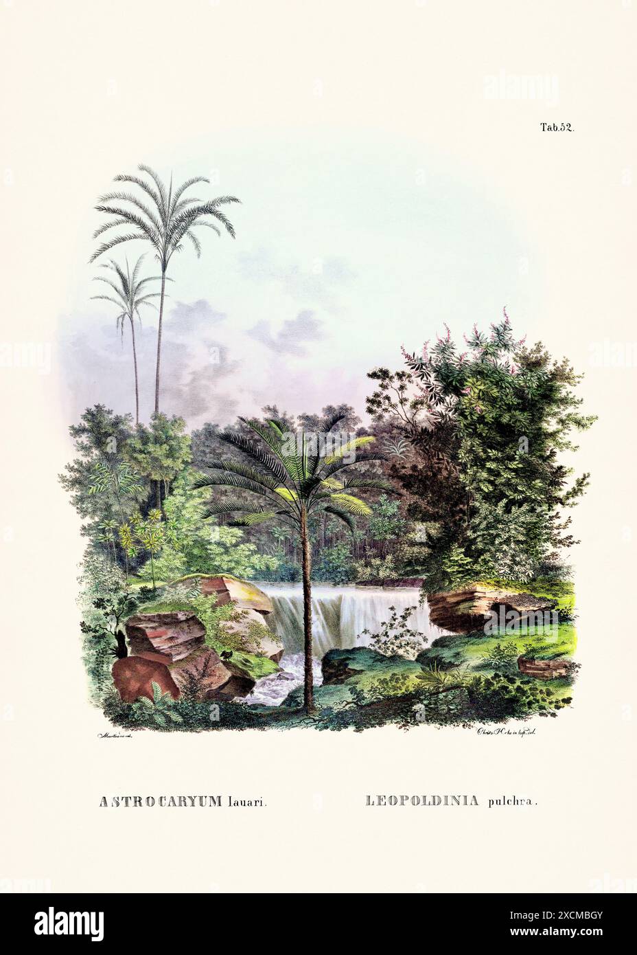 Botanical palm tree illustration from a 19th-century book, showcasing ...