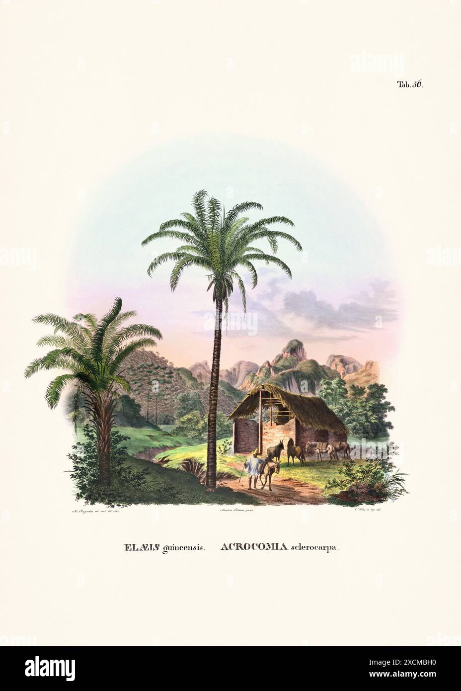 Botanical palm tree illustration from a 19th-century book, showcasing ...