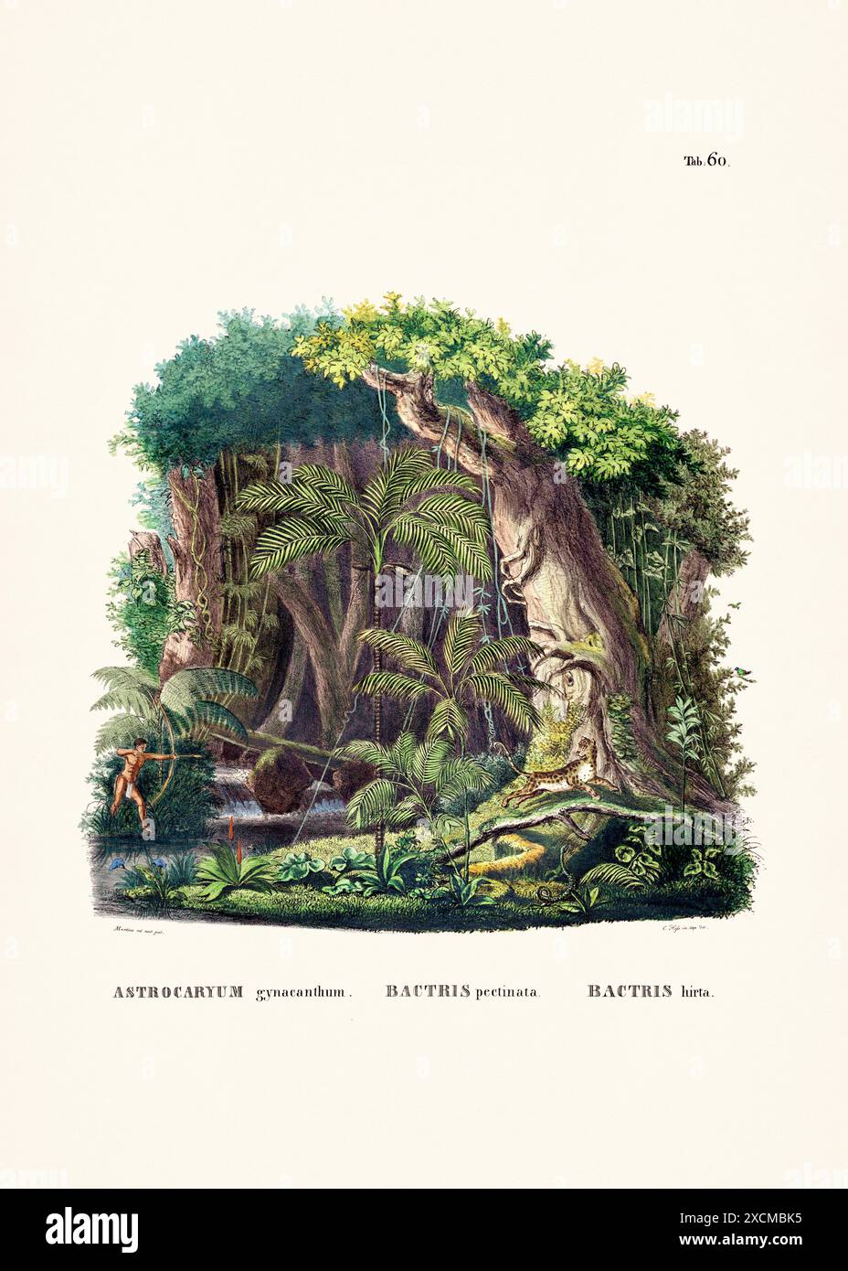 Botanical palm tree illustration from a 19th-century book, showcasing ...