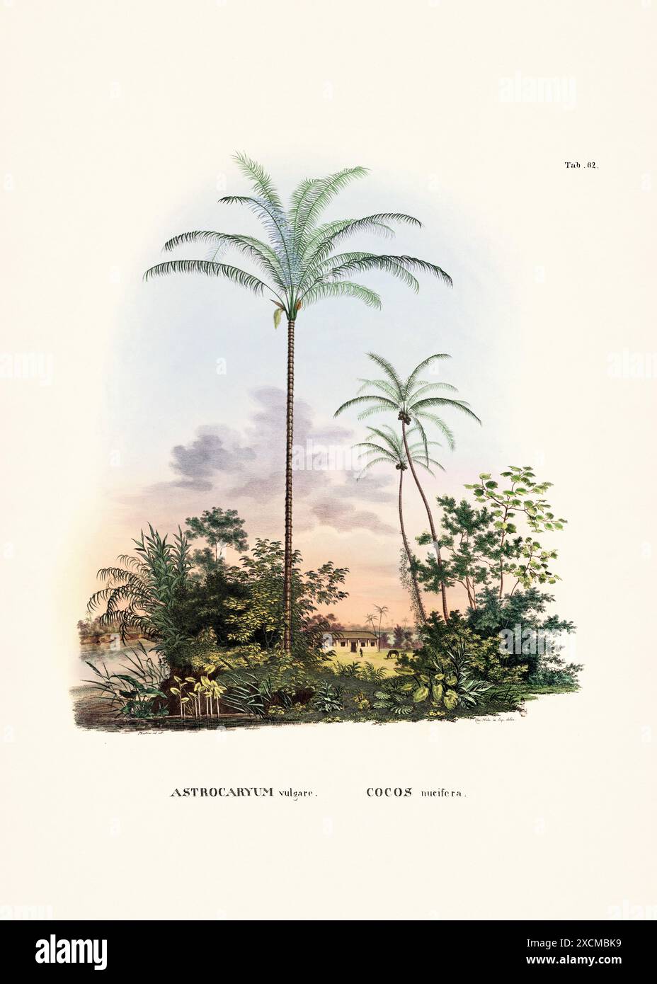 Botanical palm tree illustration from a 19th-century book, showcasing ...