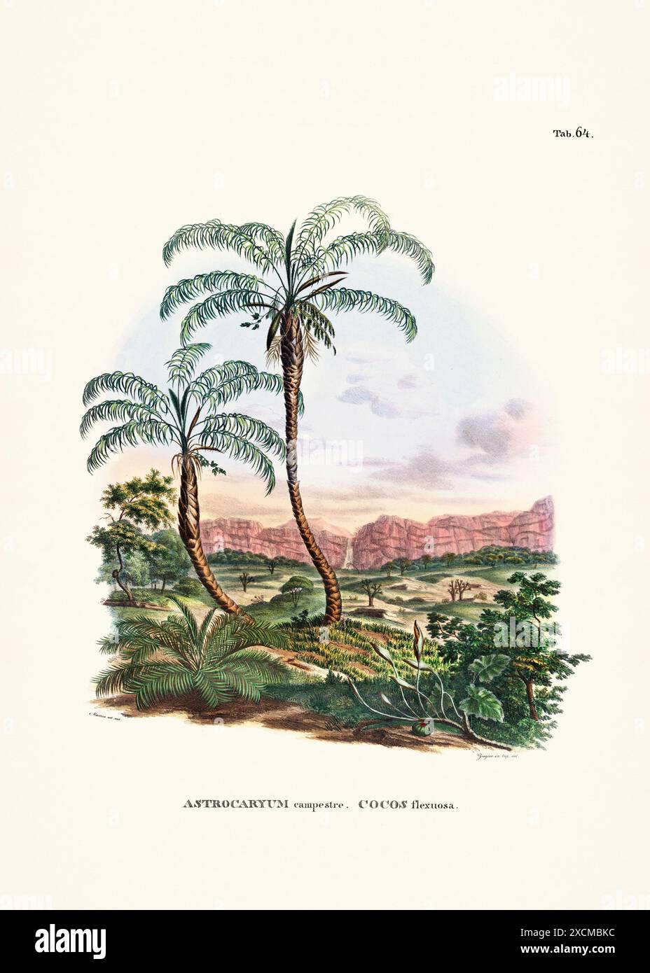 Botanical classification diagram showcasing hi-res stock photography ...