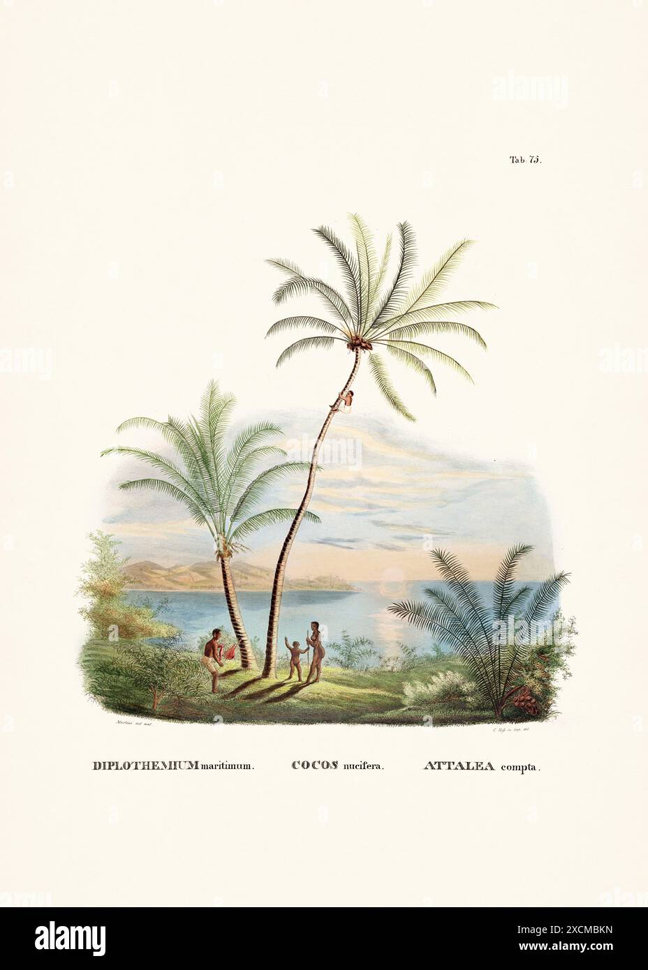Botanical palm tree illustration from a 19th-century book, showcasing ...