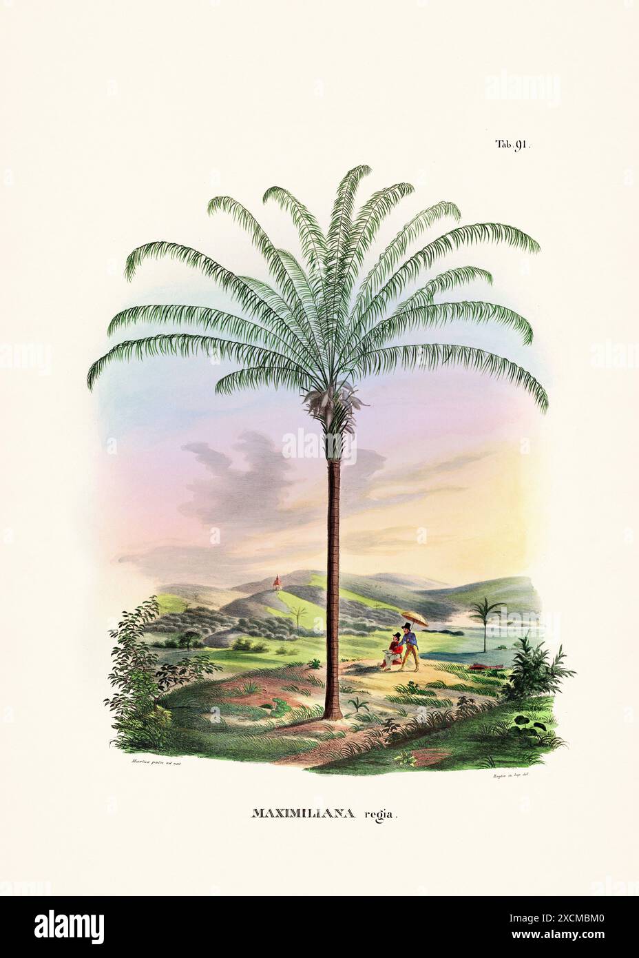 Botanical classification diagram showcasing hi-res stock photography ...