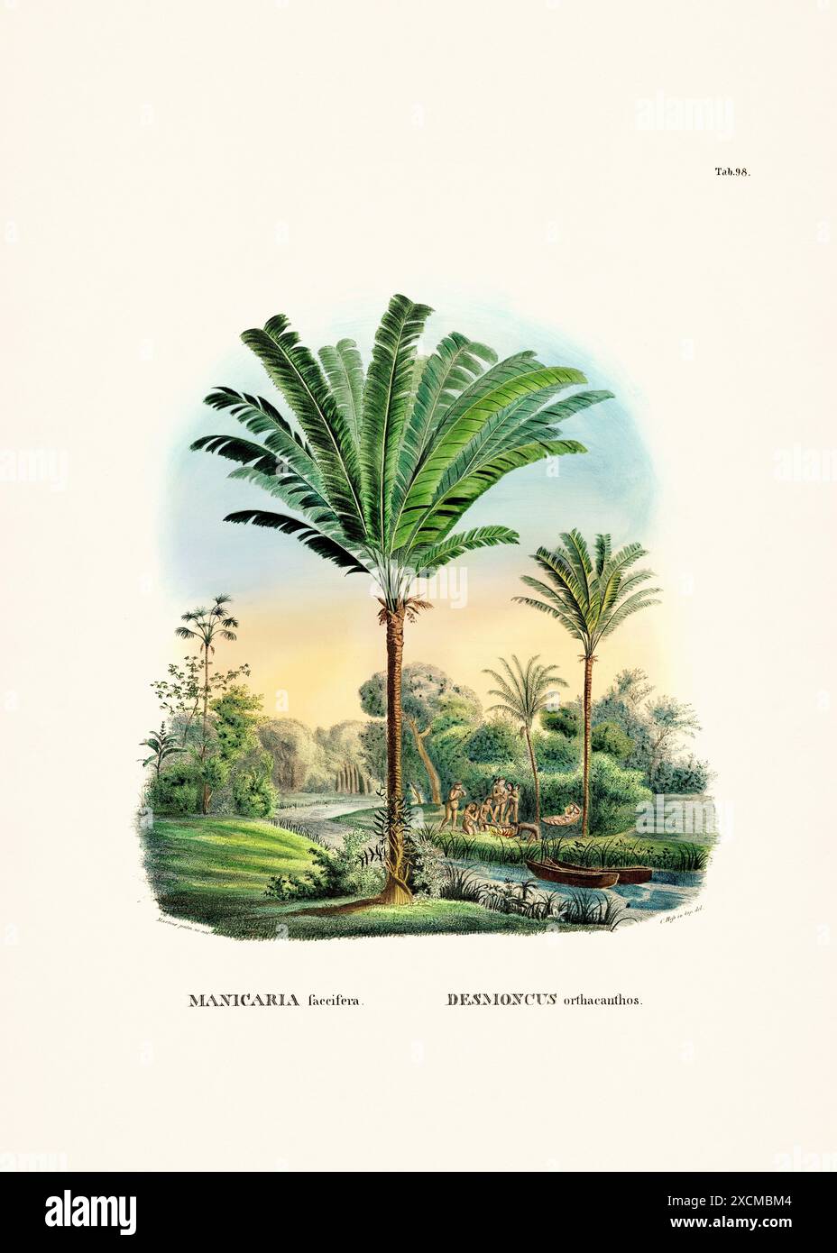 Botanical palm tree illustration from a 19th-century book, showcasing ...