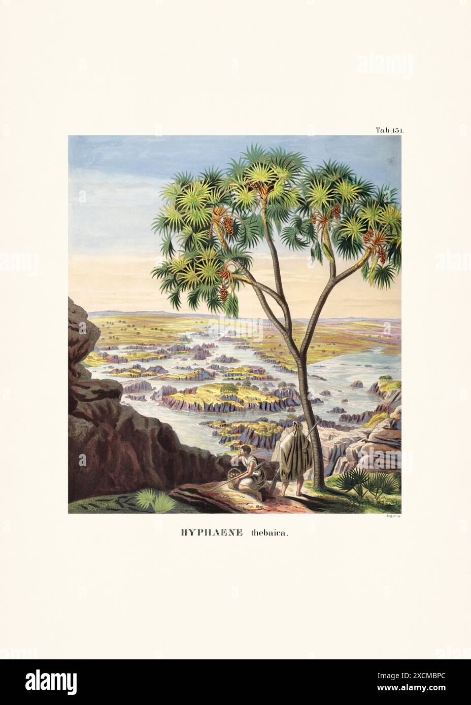 Botanical palm tree illustration from a 19th-century book, showcasing ...