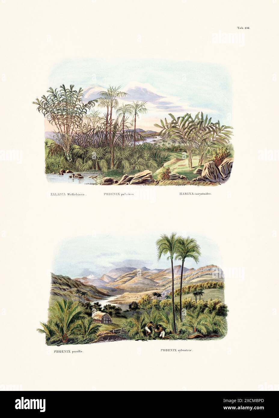 Botanical palm tree illustration from a 19th-century book, showcasing ...