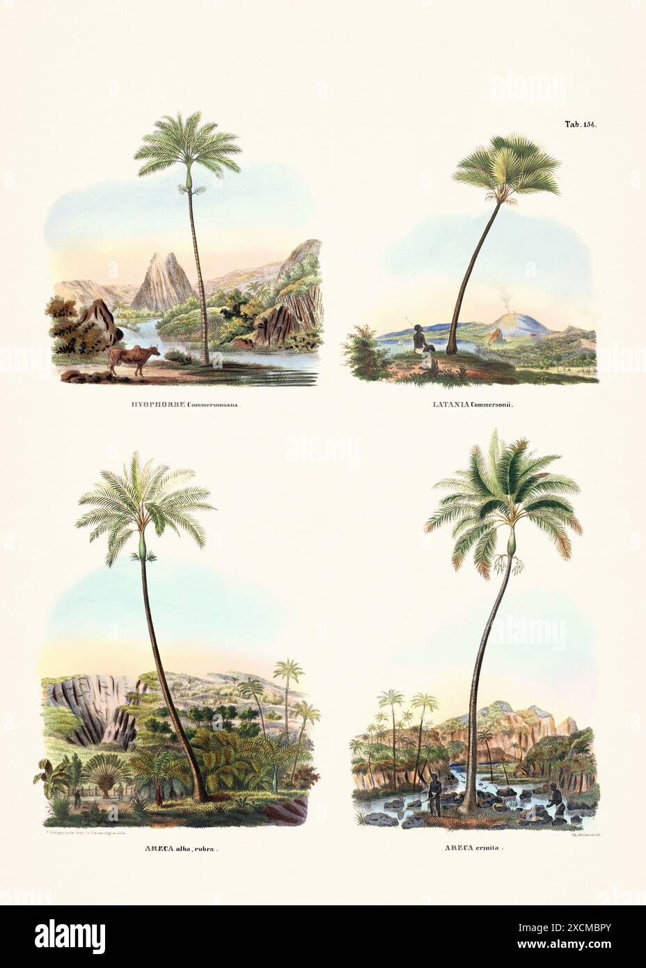 Botanical palm tree illustration from a 19th-century book, showcasing ...