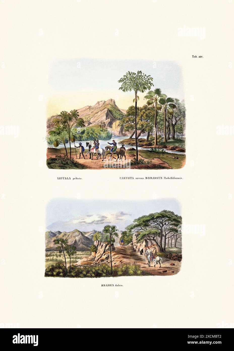 Botanical palm tree illustration from a 19th-century book, showcasing ...