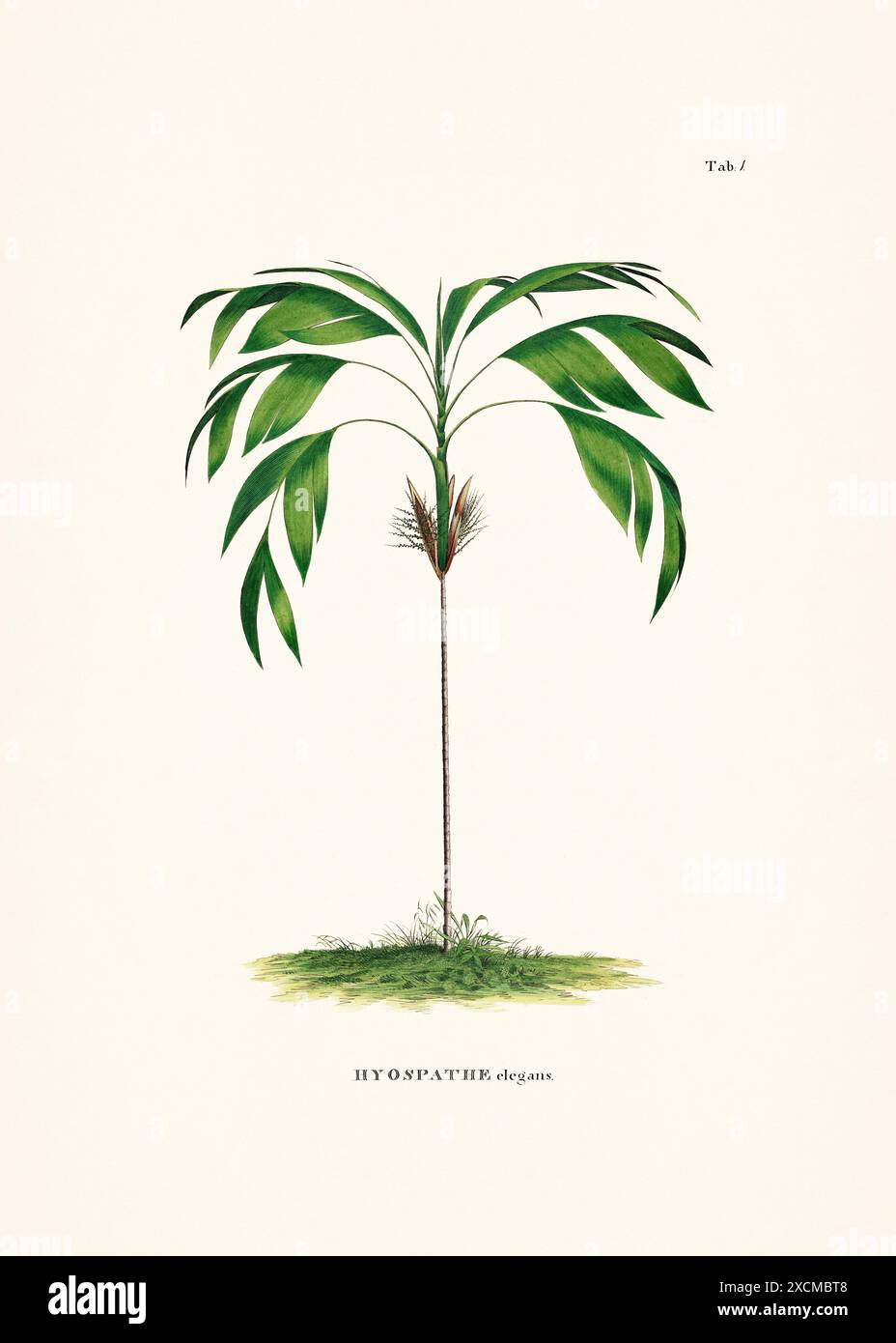 Botanical palm tree illustration from a 19th-century book, showcasing ...