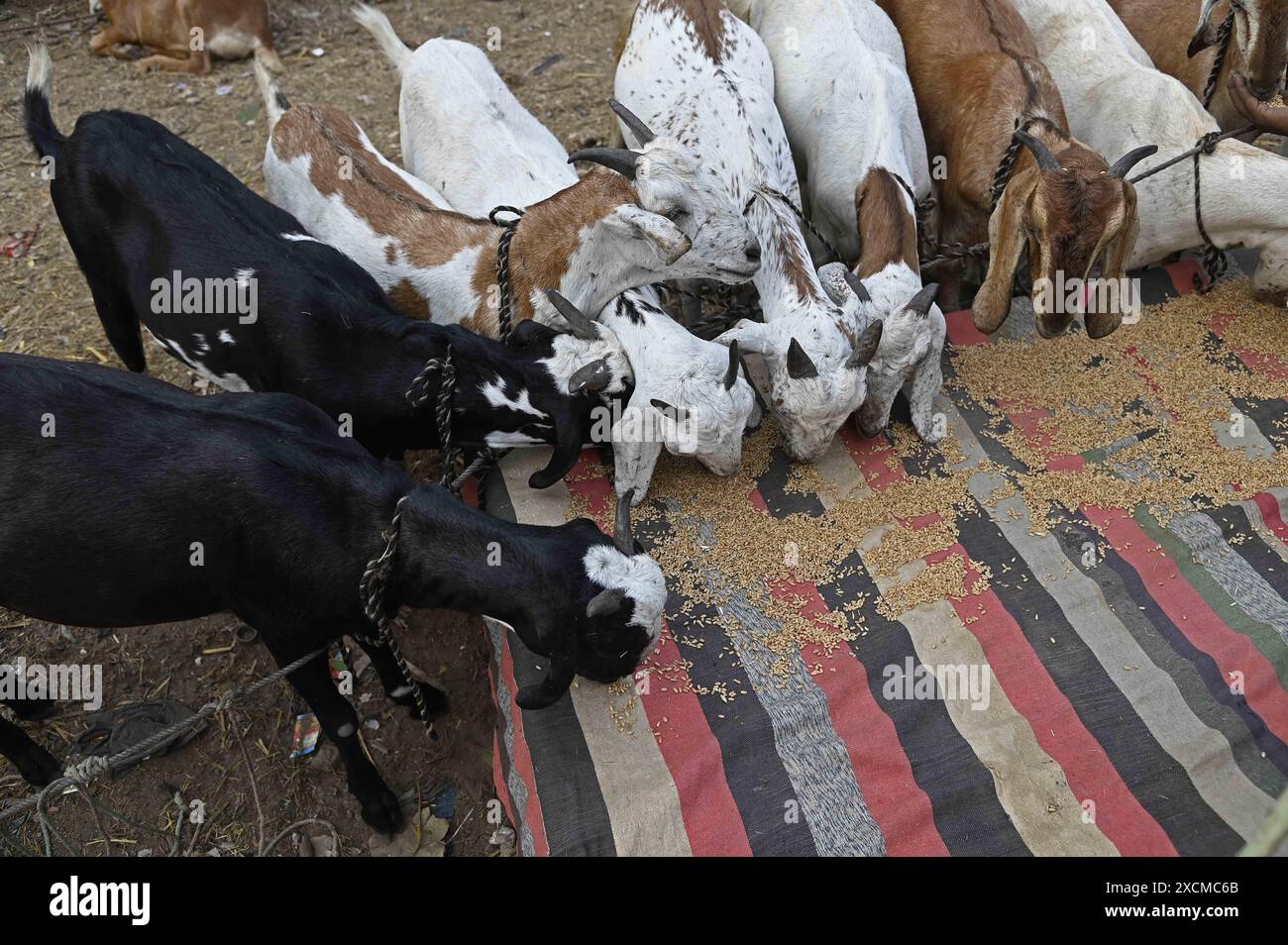 Kolkata, West Bengal, India. 15th June, 2024. Feeding goats at a ...