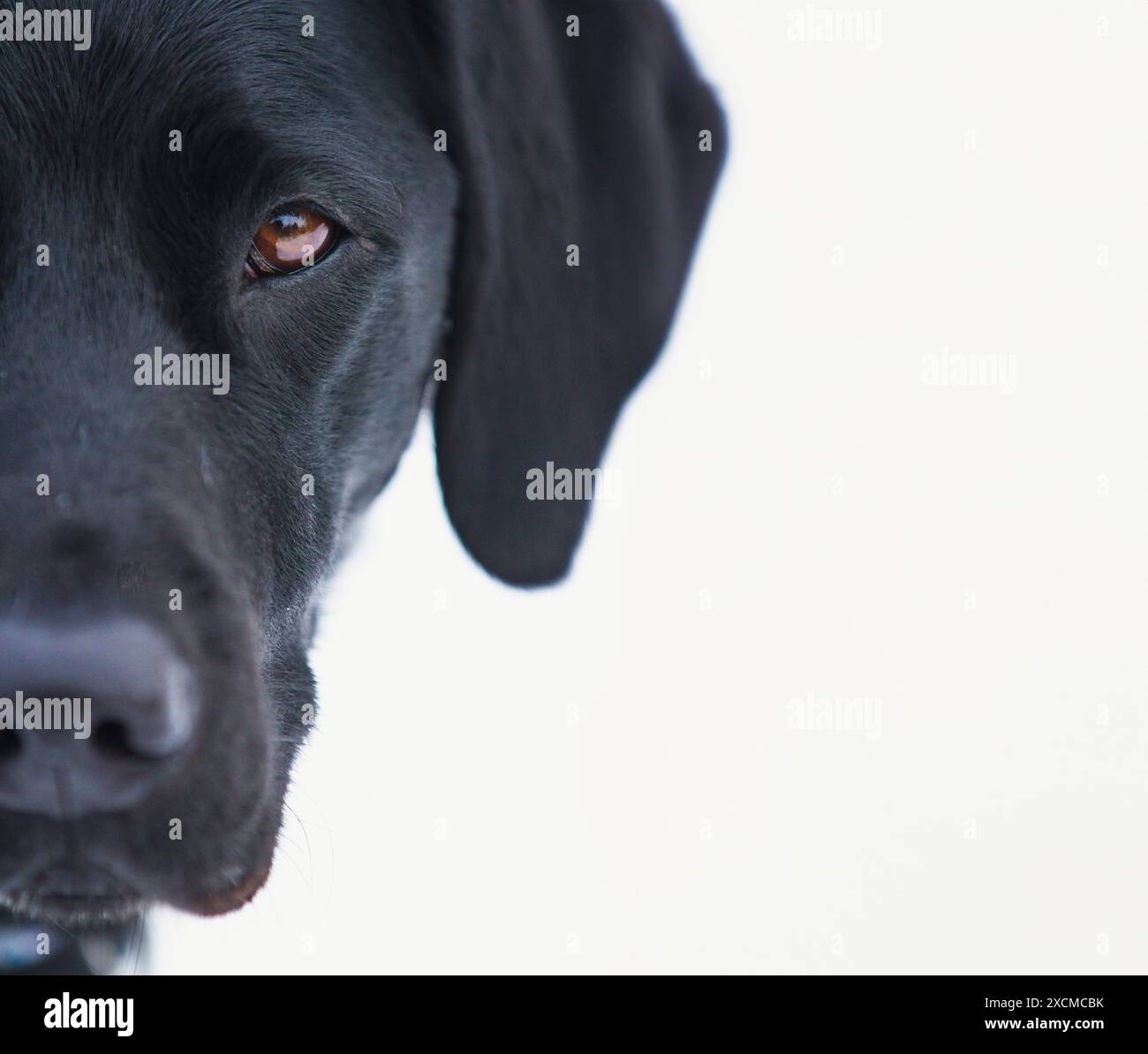 A young black lab with intense eyes stands against a white background ...